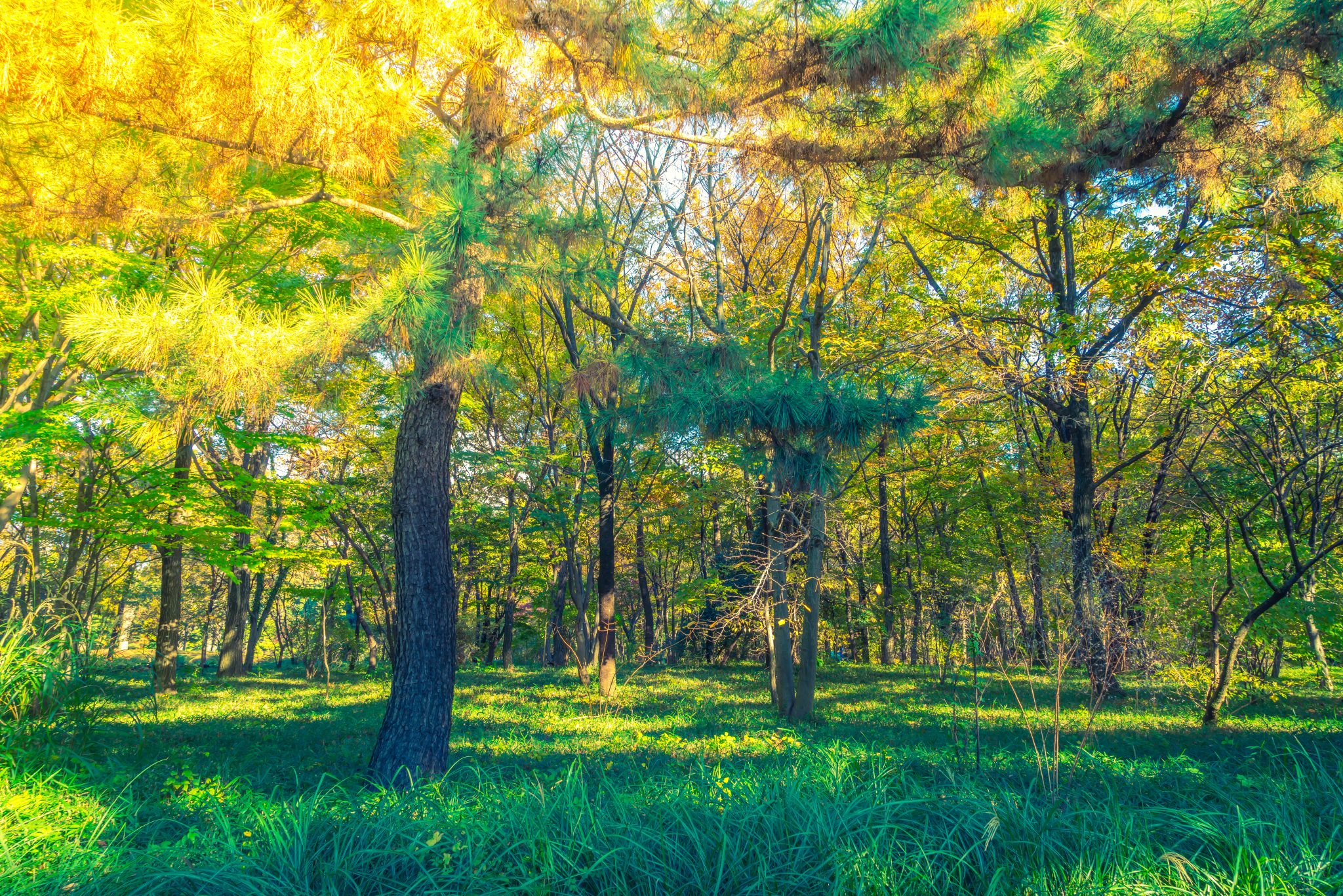 THE SCIENCE BEHIND HOW TREES PROVIDE OXYGEN
